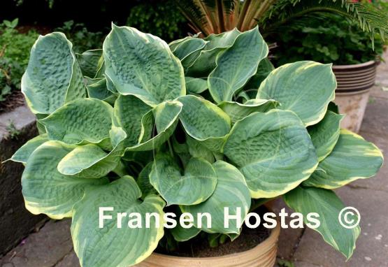 Hosta Pizzazz - Fransen Hostas